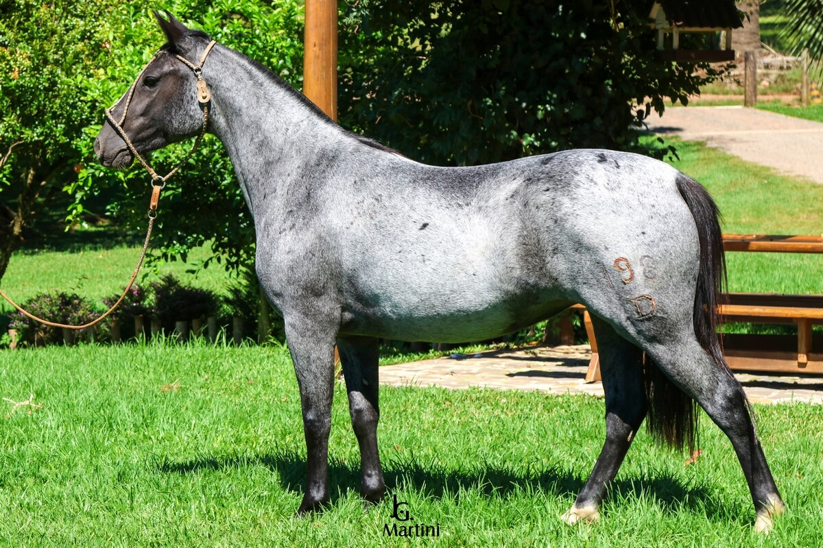 Lote 20 do leilão LEILÃO PORTO MARTINS & SÃO JOÃO DO BURITY - Gonçalo Silva