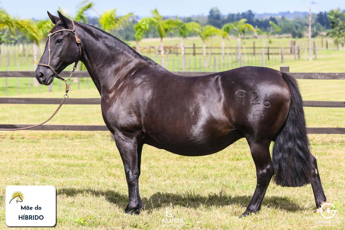 Lote 12 do leilão LEILÃO VIRTUAL QUARACI - Liquidação Parcial (Capitulo ...