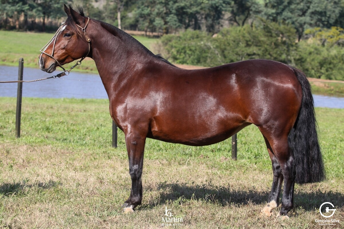 Lote 21 do leilão LEILÃO VIRTUAL QUARACI - Liquidação Parcial (Capitulo ...