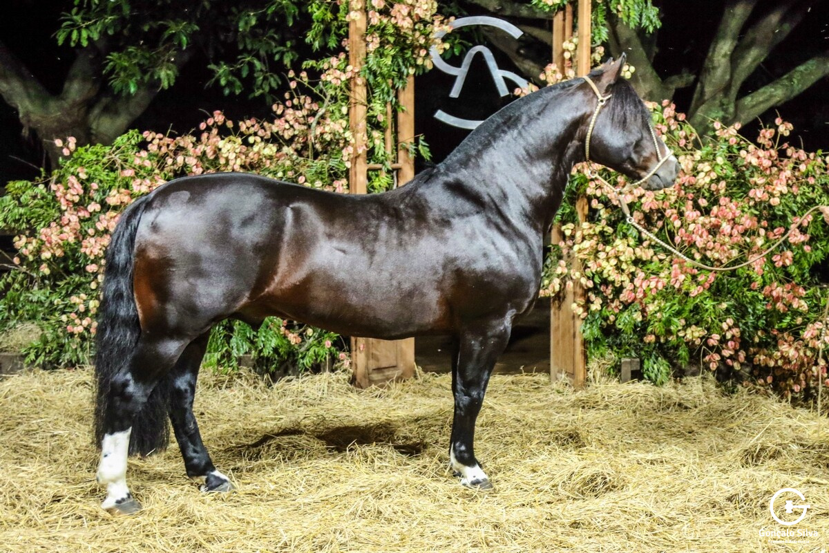 Lote 01 G do leilão LEILÃO CABANHA MALKE - Gonçalo Silva