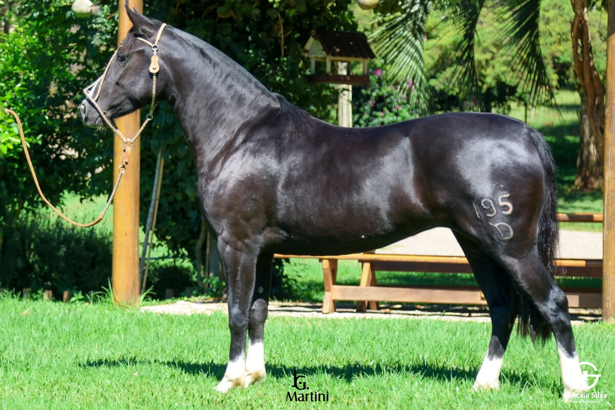 Lote 23 do leilão LEILÃO PORTO MARTINS & SÃO JOÃO DO BURITY - Gonçalo Silva