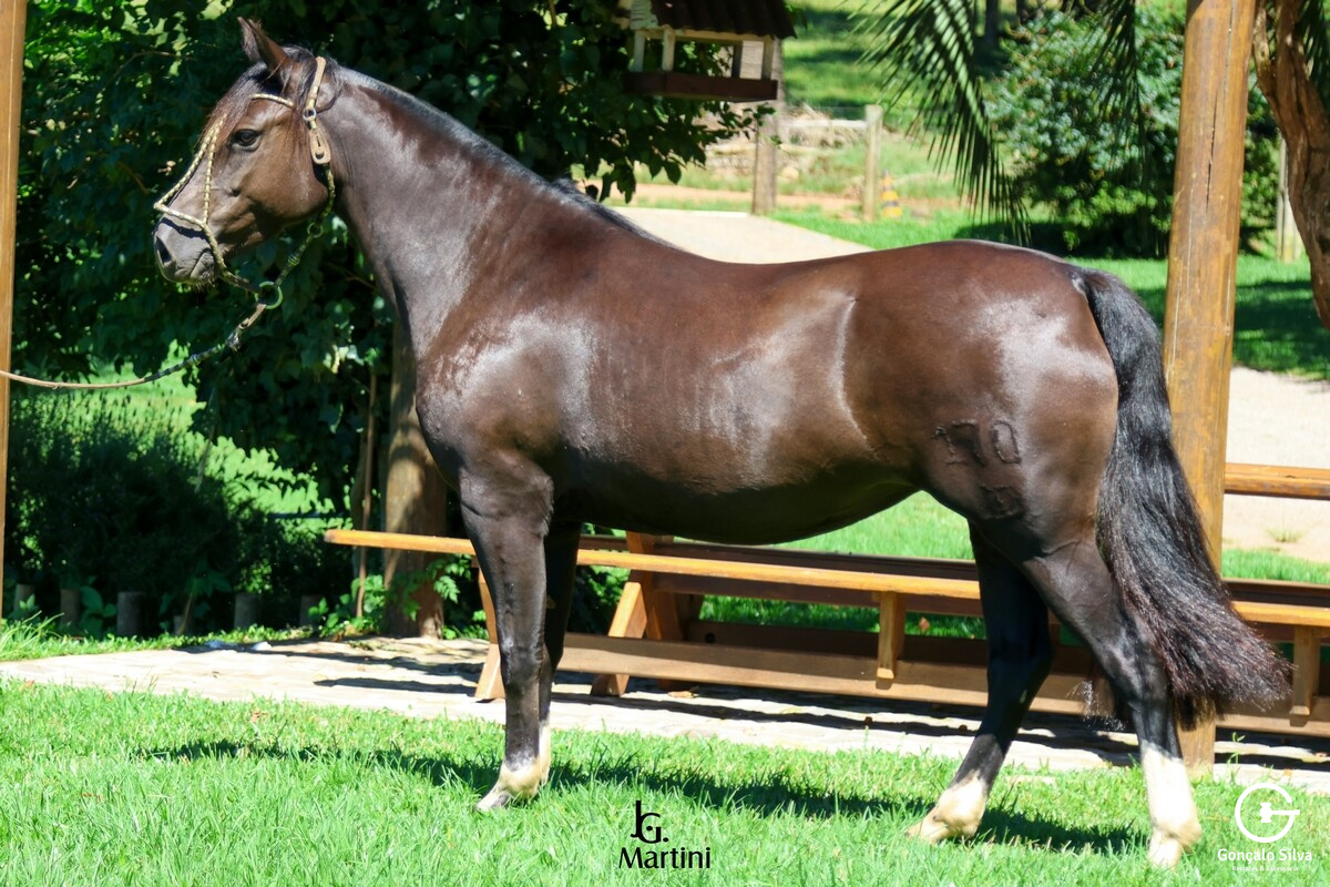 Lote 25 do leilão LEILÃO PORTO MARTINS & SÃO JOÃO DO BURITY - Gonçalo Silva