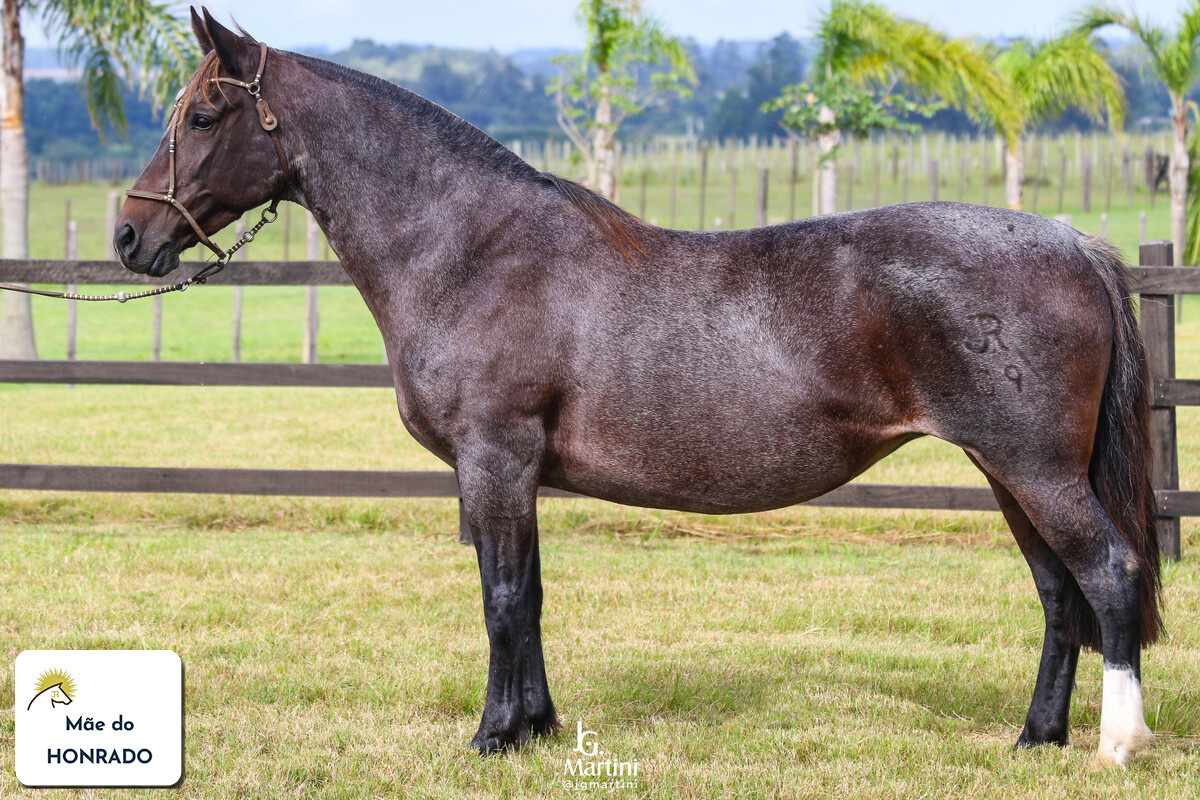 Lote 13 do leilão LEILÃO VIRTUAL QUARACI - Liquidação Parcial (Capitulo ...