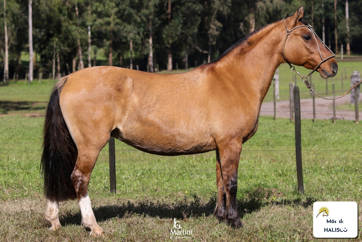 Lote 18 do leilão LEILÃO VIRTUAL QUARACI - Liquidação Parcial (Capitulo ...