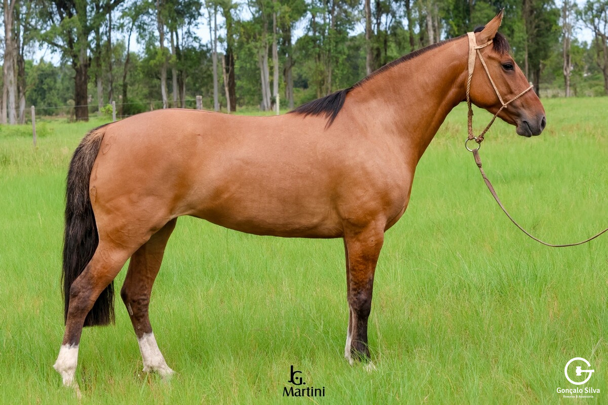 Lote 20 do leilão LEILÃO VIRTUAL SÃO JOÃO DO JUNCAL E AMIGOS - Gonçalo ...