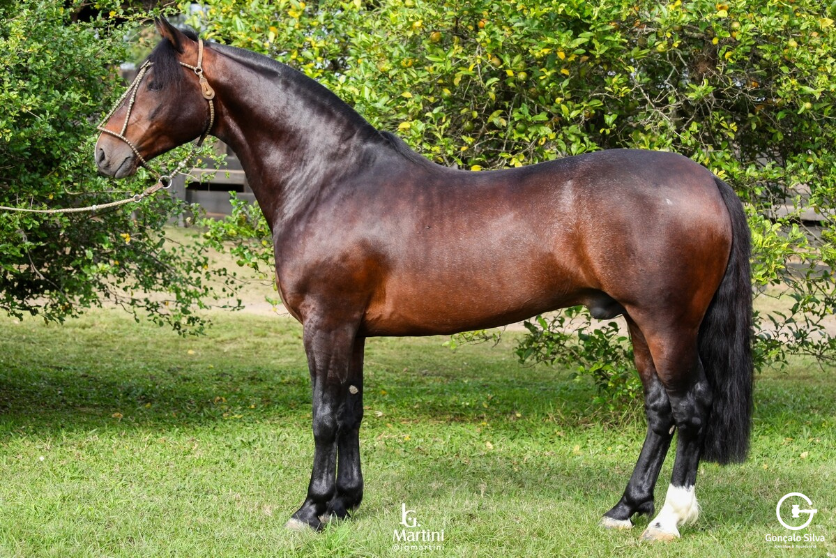 Lote 04 do leilão LEILÃO VIRTUAL QUARACI - Liquidação Parcial (Capitulo ...