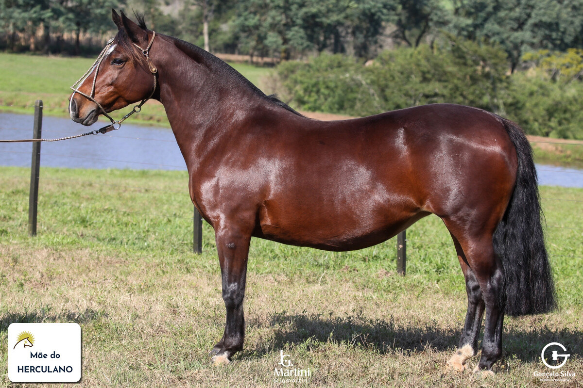 Lote 15 do leilão LEILÃO VIRTUAL QUARACI - Liquidação Parcial (Capitulo ...