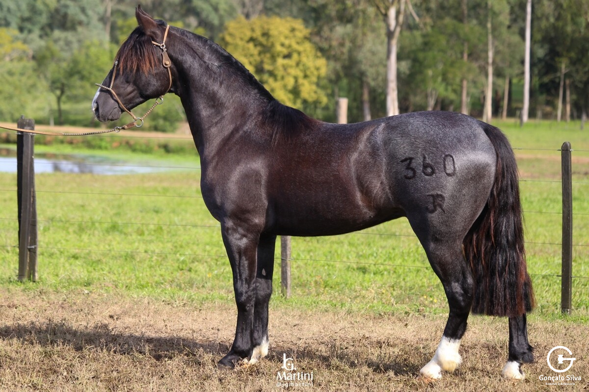 Lote 21 do leilão LEILÃO VIRTUAL QUARACI - Liquidação Parcial (Capitulo ...