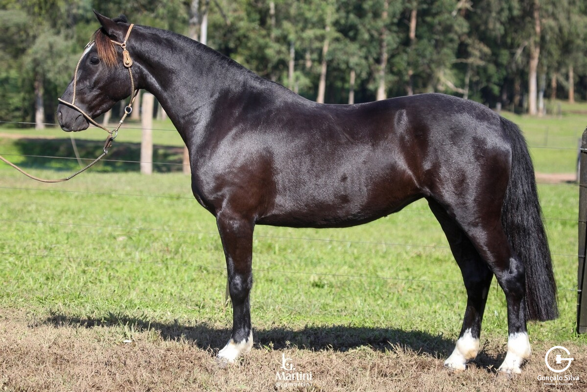 Lote 11 do leilão LEILÃO VIRTUAL QUARACI - Liquidação Parcial (Capitulo ...