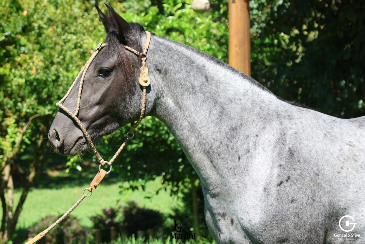 Lote 20 do leilão LEILÃO PORTO MARTINS & SÃO JOÃO DO BURITY - Gonçalo Silva