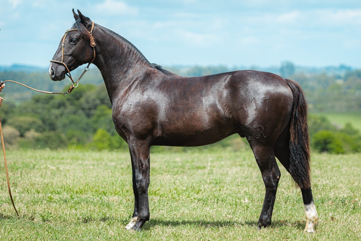 Lote 21 do leilão LEILÃO POTROS QUARACI - Gonçalo Silva