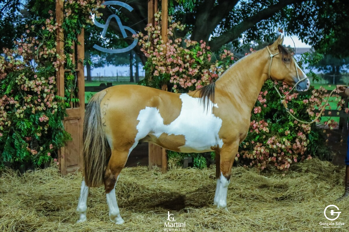 Lote 03 do leilão LEILÃO CABANHA MALKE - Gonçalo Silva