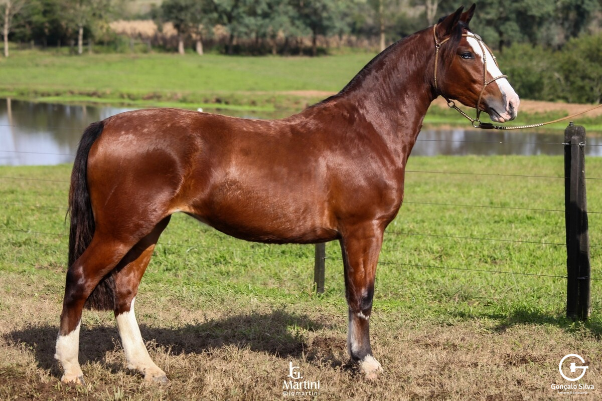 Lote 16 do leilão LEILÃO VIRTUAL QUARACI - Liquidação Parcial (Capitulo ...