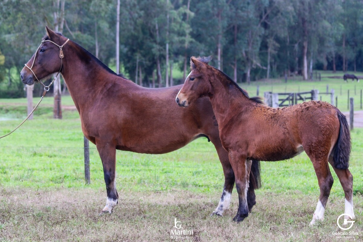 Lote 03 do leilão LEILÃO VIRTUAL QUARACI - Liquidação Parcial (Capitulo ...