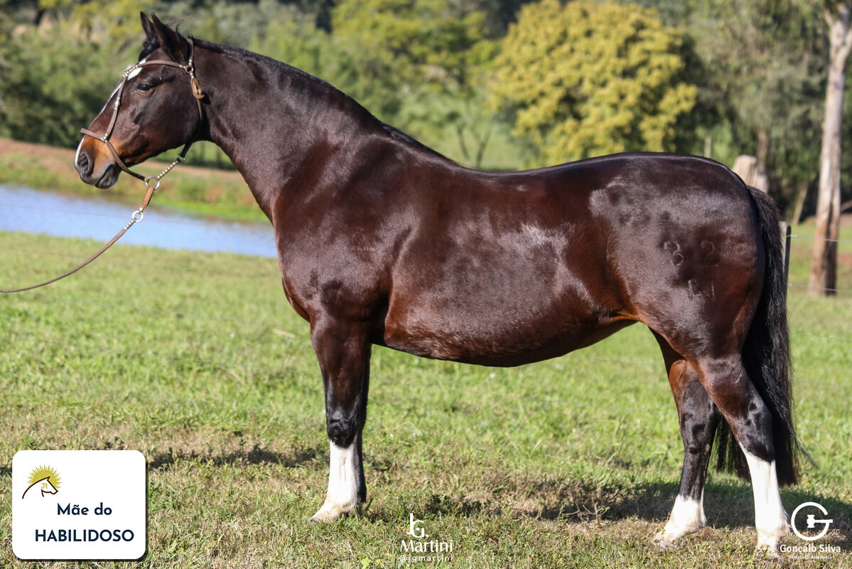 Lote 23 do leilão LEILÃO VIRTUAL QUARACI - Liquidação Parcial (Capitulo ...