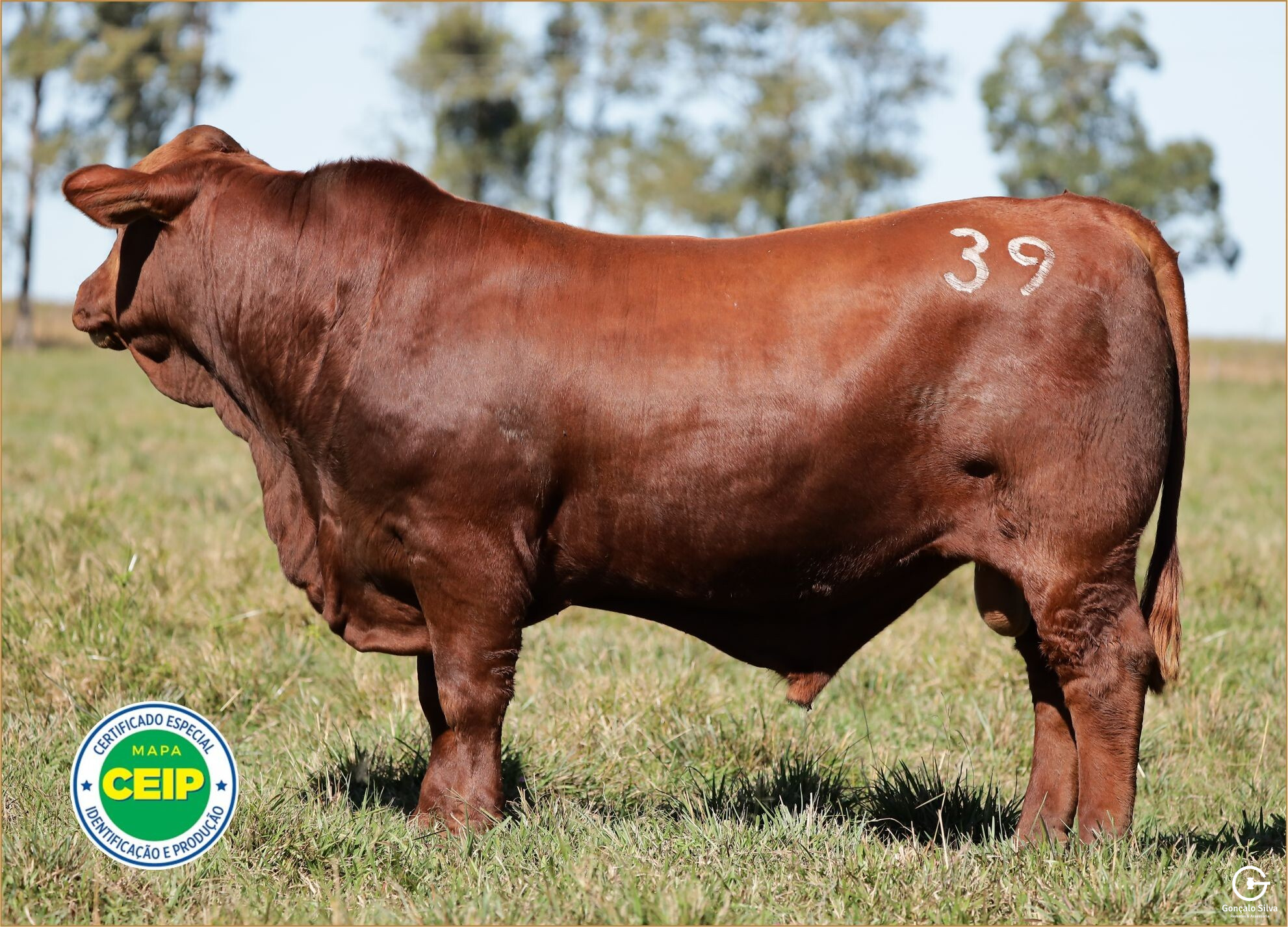 Lote 39 do leilão 1º LEILÃO RESERVA GENÉTICA - Estância São Rafael ...