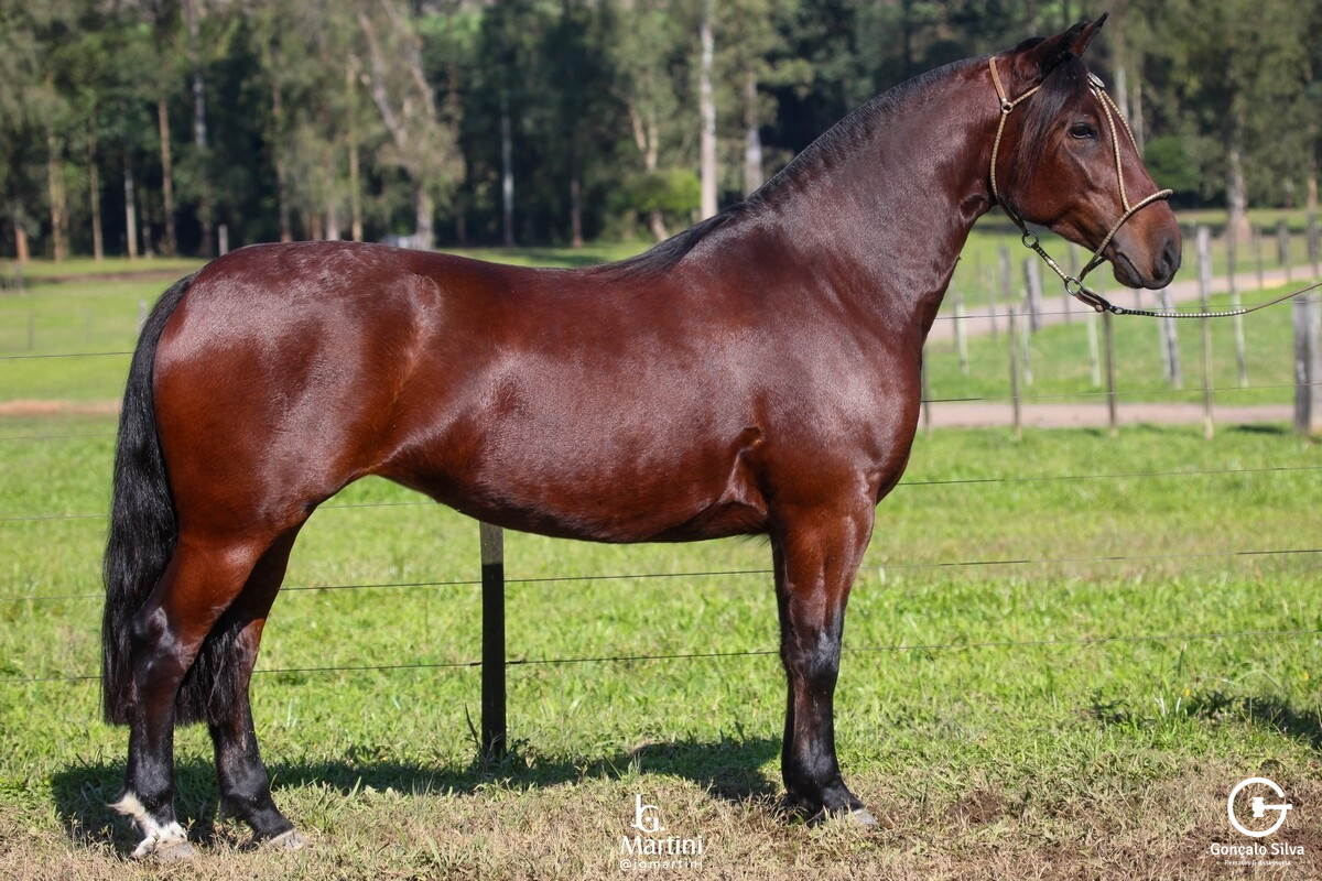 Lote 05 do leilão LEILÃO VIRTUAL QUARACI - Liquidação Parcial (Capitulo ...