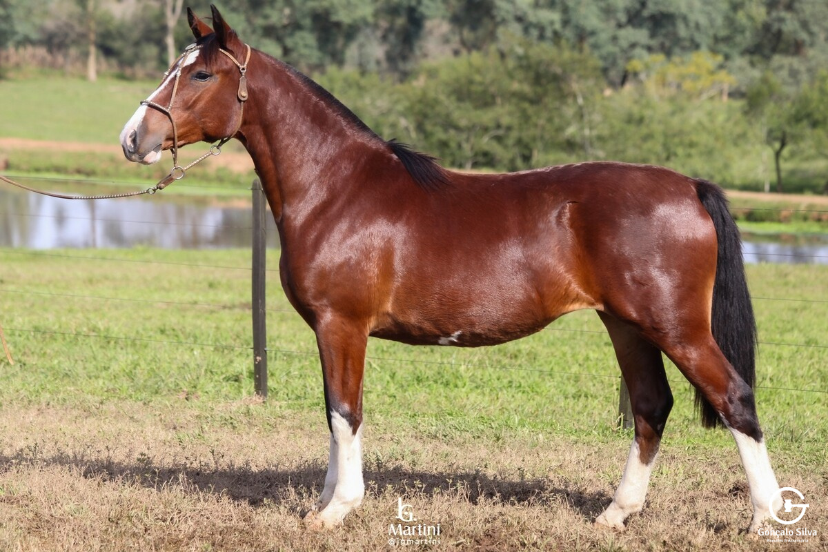 Lote 12 do leilão LEILÃO VIRTUAL QUARACI - Liquidação Parcial (Capitulo ...