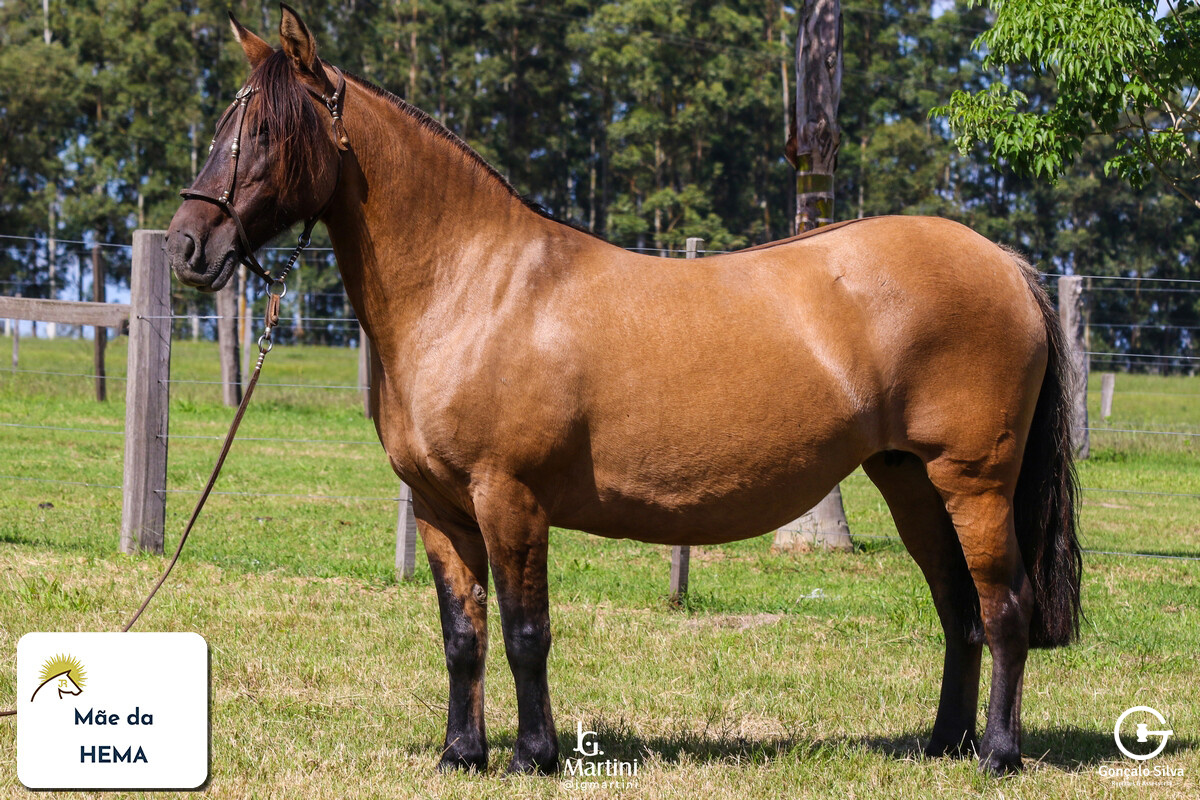 Lote 04 do leilão LEILÃO VIRTUAL QUARACI - Liquidação Parcial (Capitulo ...