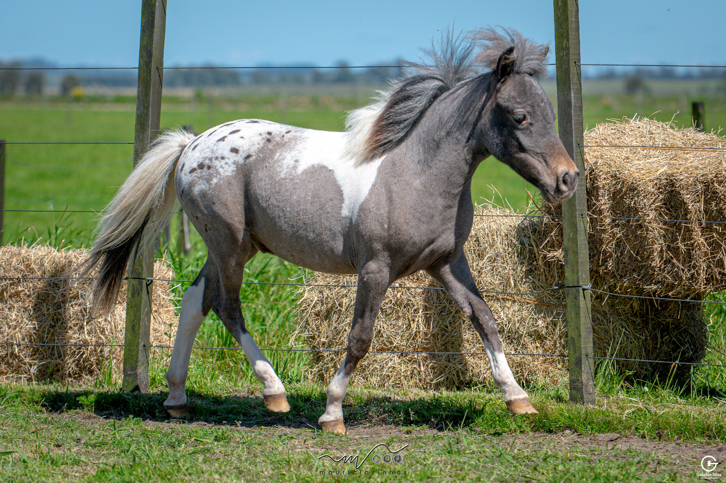 Lote 21 do leilão 1º LEILÃO GARF PONEIS "DE PAI PARA FILHO" - Gonçalo Silva