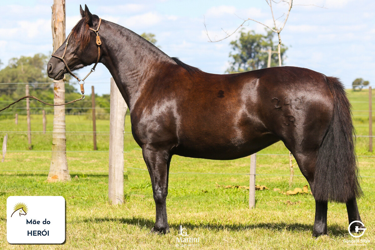 Lote 26 do leilão LEILÃO VIRTUAL QUARACI - Liquidação Parcial (Capitulo ...